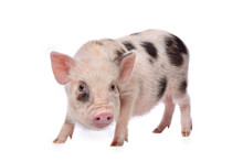 Miniature Pig Mini Pigs Free Stock Photo - Public Domain Pictures
