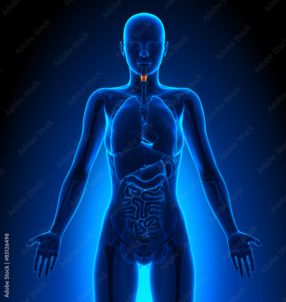 Larynx - Female Organs - Human Anatomy Stock Illustration | Adobe Stock