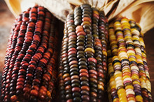 Indian Corn Kernels Free Stock Photo - Public Domain Pictures