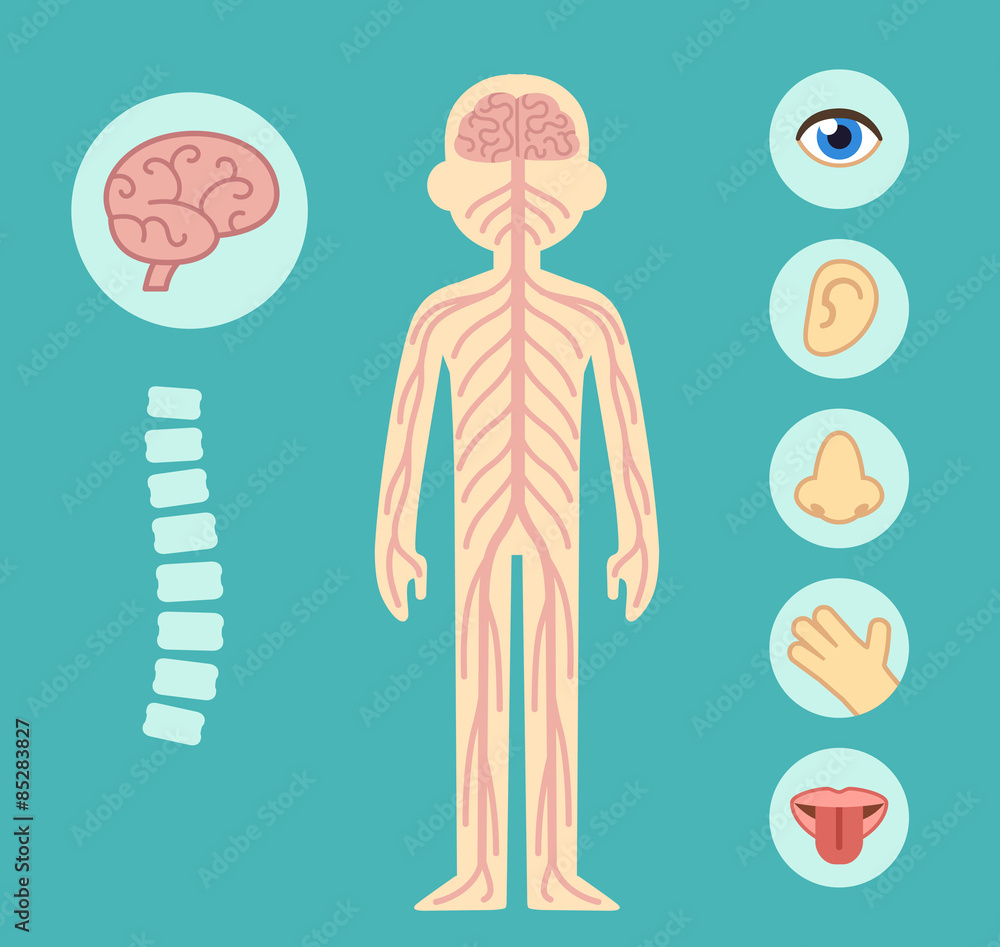 Nervous system infographic chart elements. Nerves, spine, brain and the ...