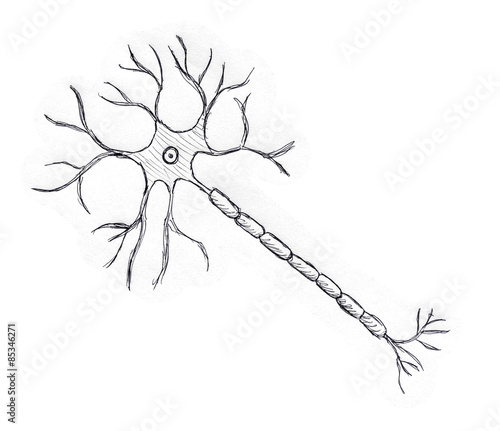 Neuron drawing Stock Illustration | Adobe Stock