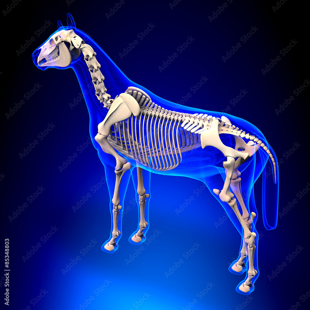 Stock-Illustration „Horse Skeleton - Horse Equus Anatomy - on blue ...
