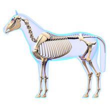 Horse Skeleton Free Stock Photo - Public Domain Pictures