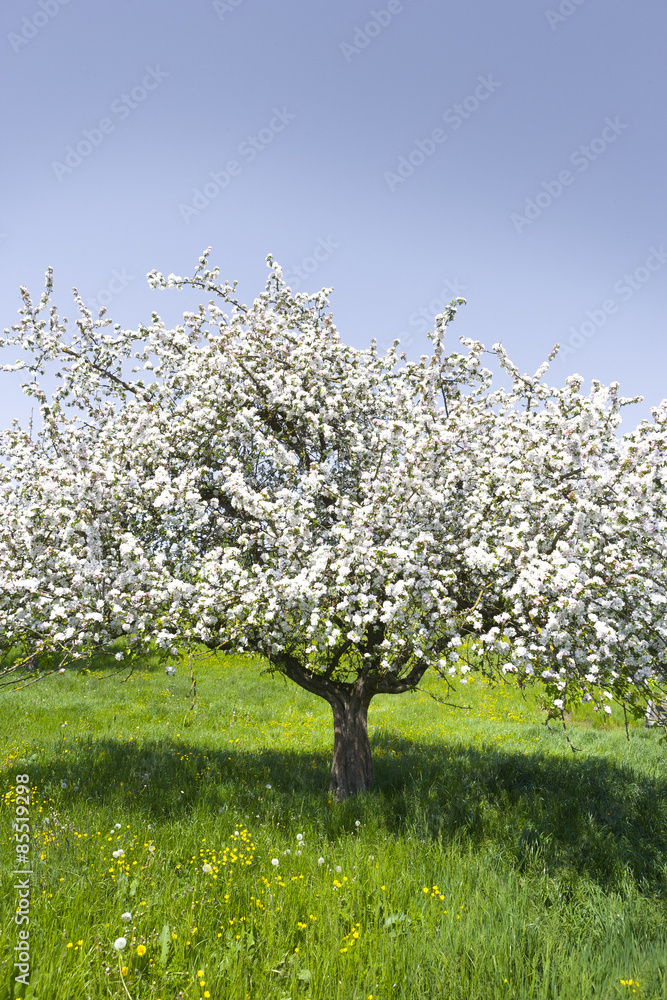 Stock-Foto „Apfelbaum in Blüte“ | Adobe Stock