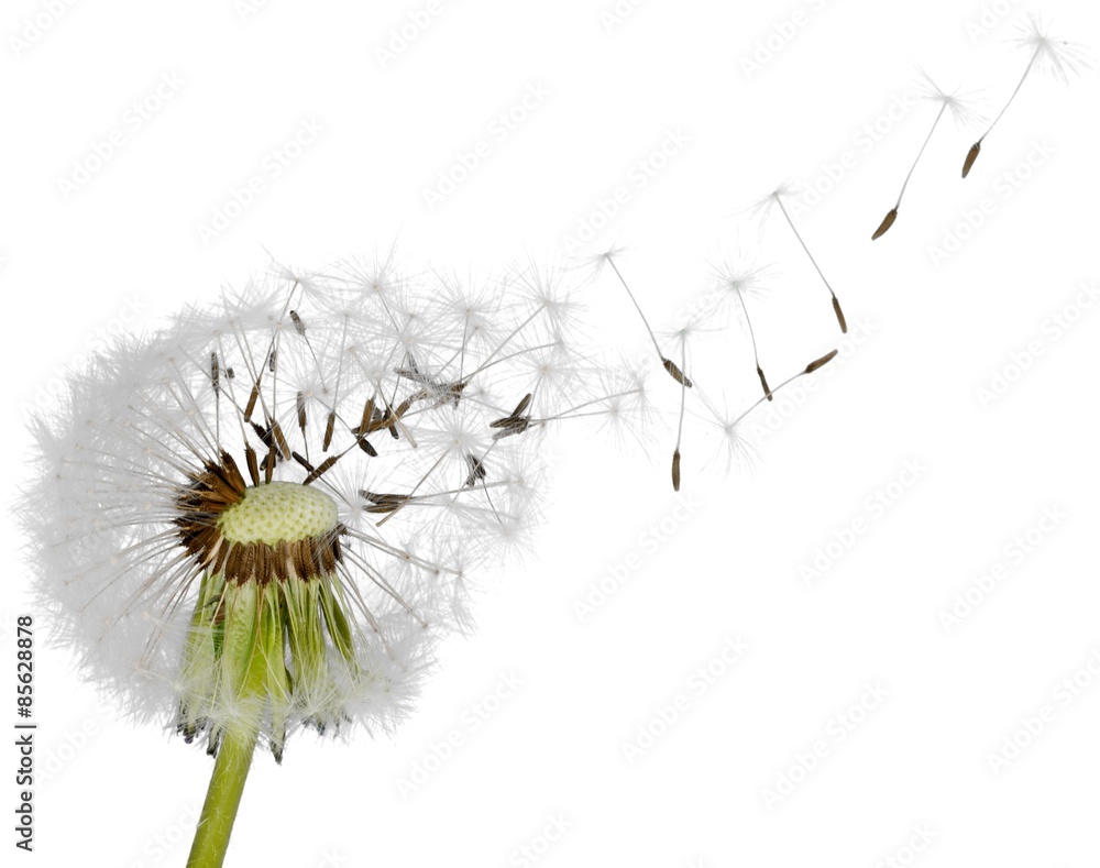 Stock-Foto „Dandelion, Wishing, Human Fertility.“ | Adobe Stock