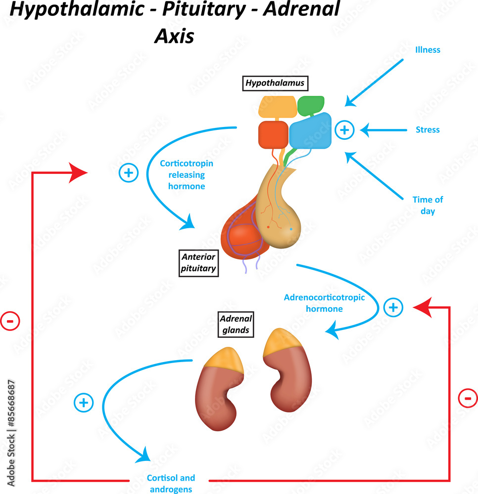 Hypothalamic Pituitary Adrenal Axis Stock Illustration | Adobe Stock