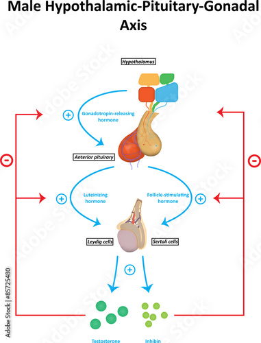 Male Hypothalamic Pituitary Gonadal Axis Labeled Diagram Stock Illustration | Adobe Stock