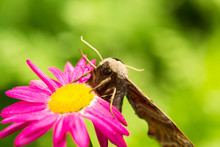 Redbud Blooms And Moth Free Stock Photo - Public Domain Pictures