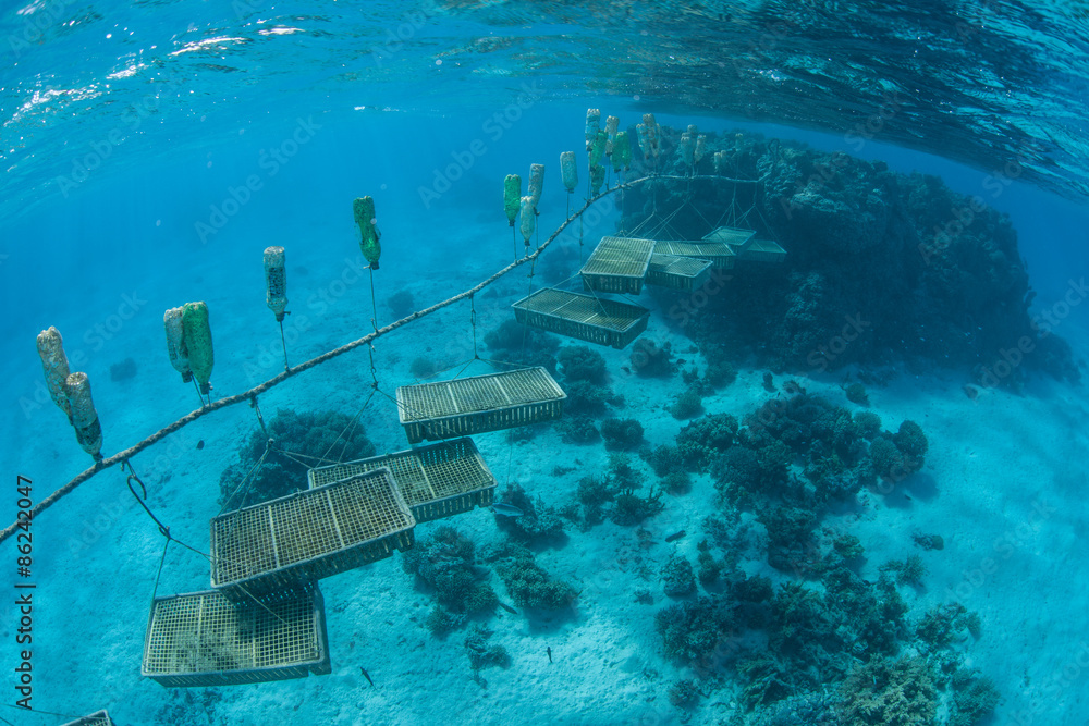 Giant Clam Farm in South Pacific Stock Photo | Adobe Stock