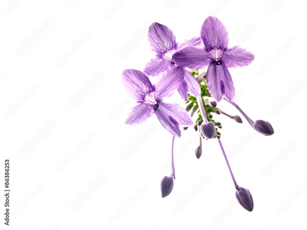 RUBIACEAE ,The Bedstraw Family.This is one of the largest flowering ...
