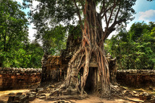 Old Sacred Tree Free Stock Photo - Public Domain Pictures