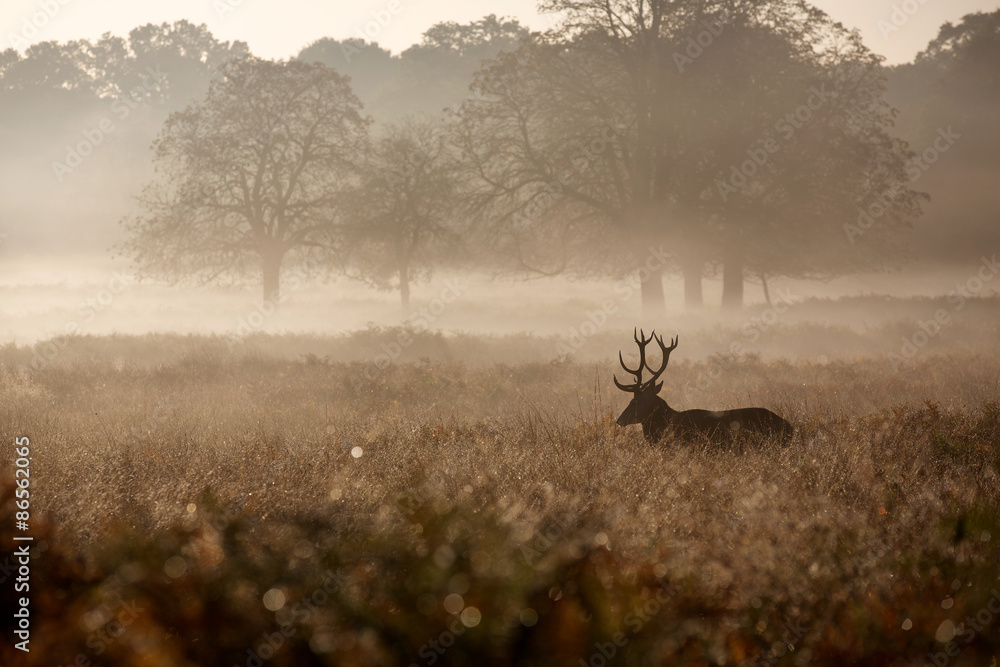 Misty deer silhouette landscape Stock Photo | Adobe Stock