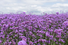 Purple Verbena Flowers Close-up Free Stock Photo - Public Domain Pictures