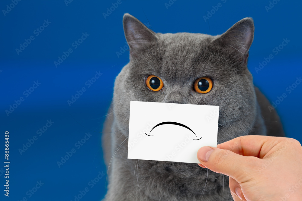 funny sad cat