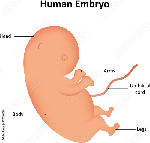 Embryo Labeled Stock Illustration | Adobe Stock