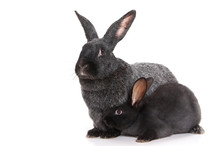 Silver Rabbit Free Stock Photo - Public Domain Pictures