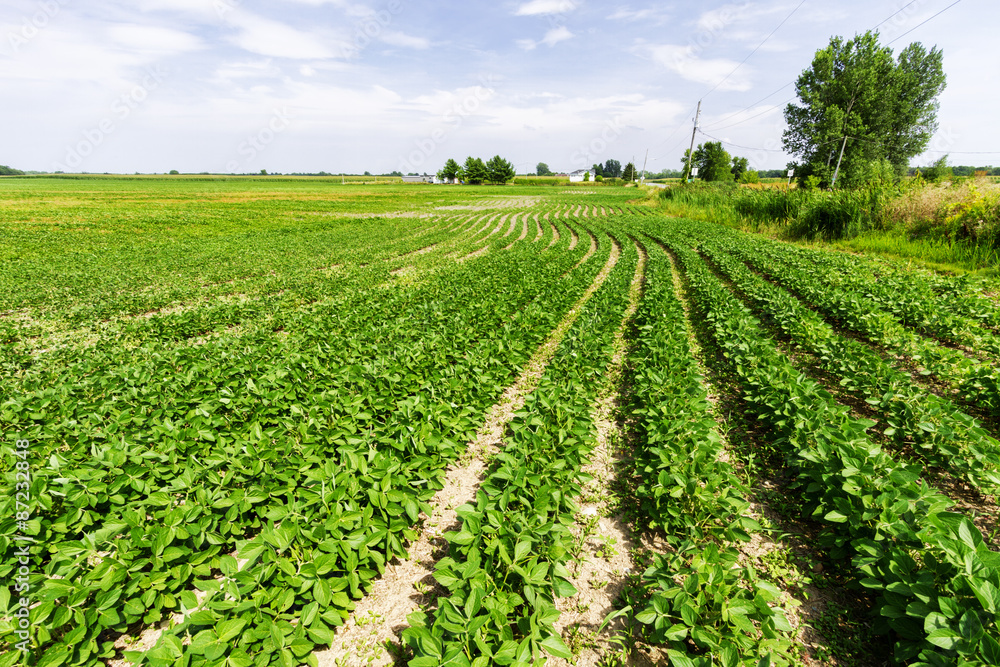 Farm Crop Pictures To Print