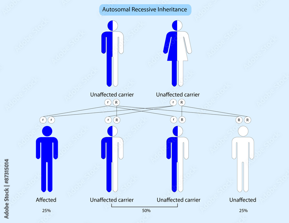 Autosomal recessive inheritance Stock Illustration | Adobe Stock