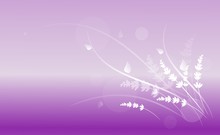 Purple Lavender Background Free Stock Photo - Public Domain Pictures