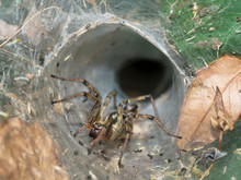 Funnel Spider In Funnel Free Stock Photo - Public Domain Pictures