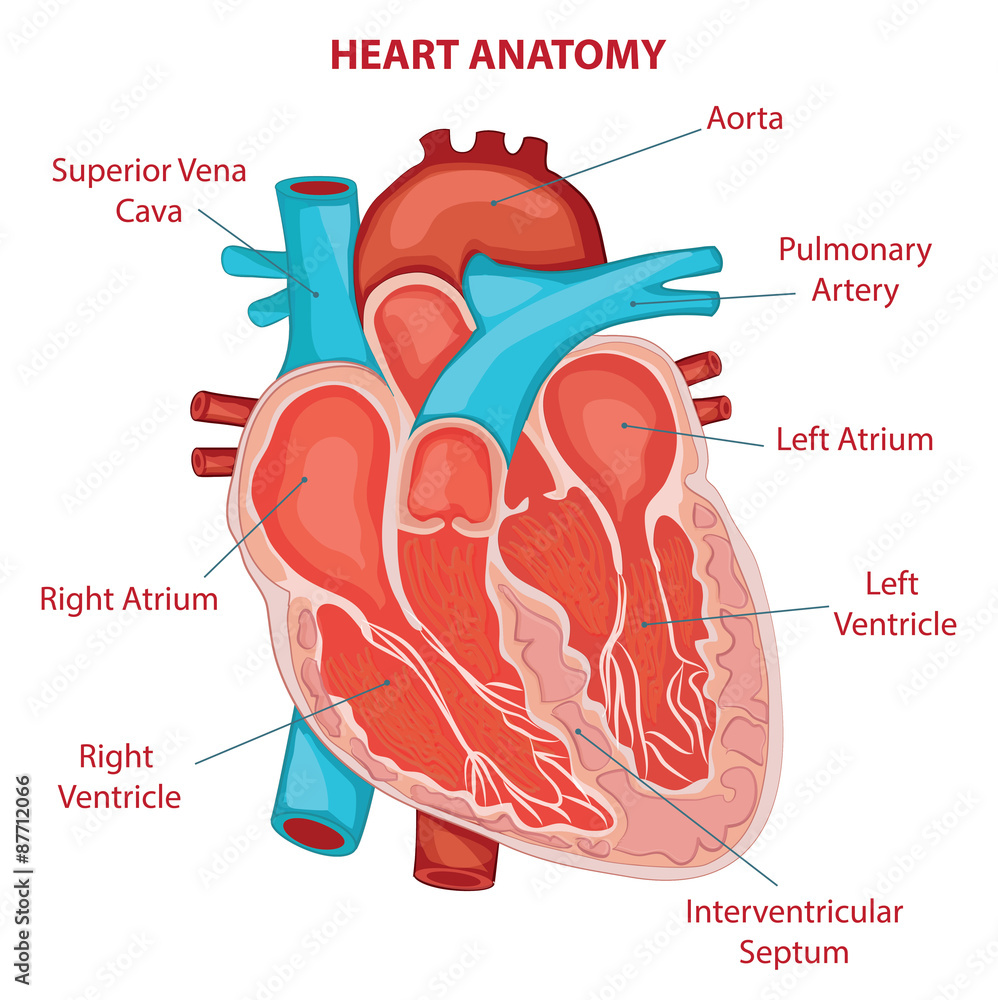 HEART ANATOMY cross section diagram Stock Illustration | Adobe Stock