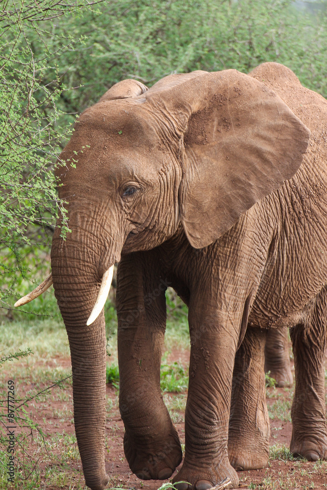 Brown elephant Stock Photo | Adobe Stock