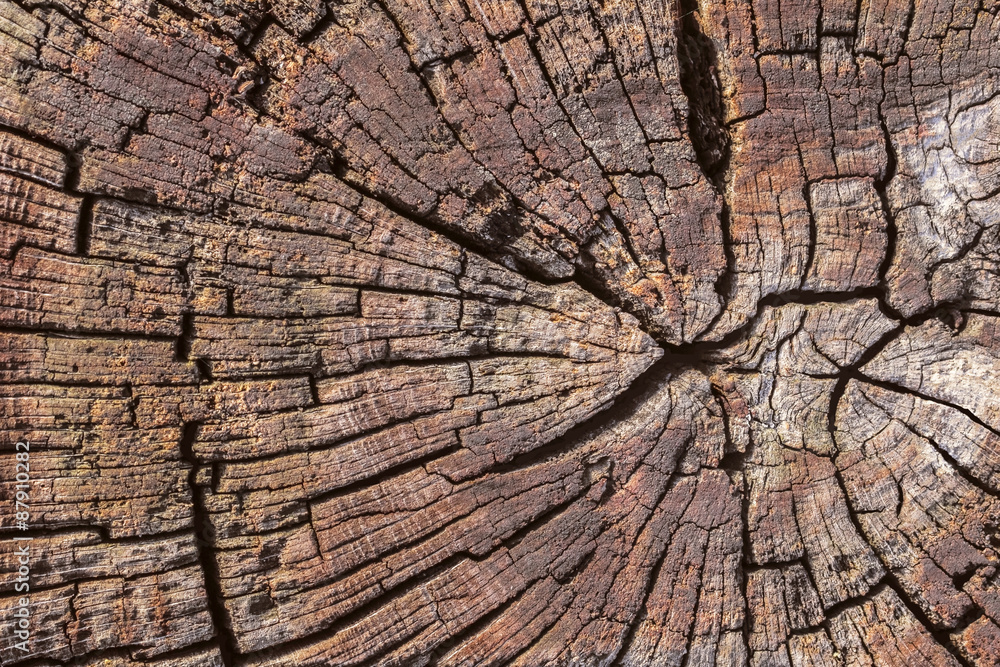 Top Cross Section surface of an old, weathered, rotten, Square Timber ...