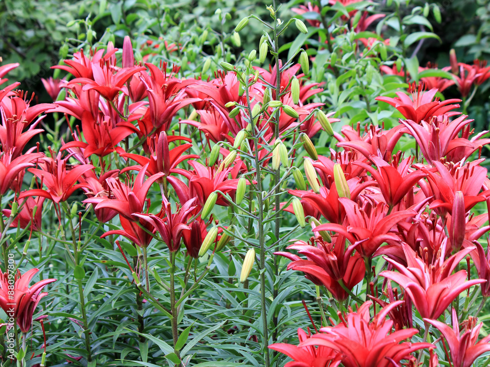 Garden red lilies Stock Photo | Adobe Stock