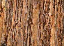 Cedar Bark Free Stock Photo - Public Domain Pictures