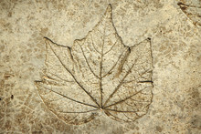 Leaf Fossil Free Stock Photo - Public Domain Pictures
