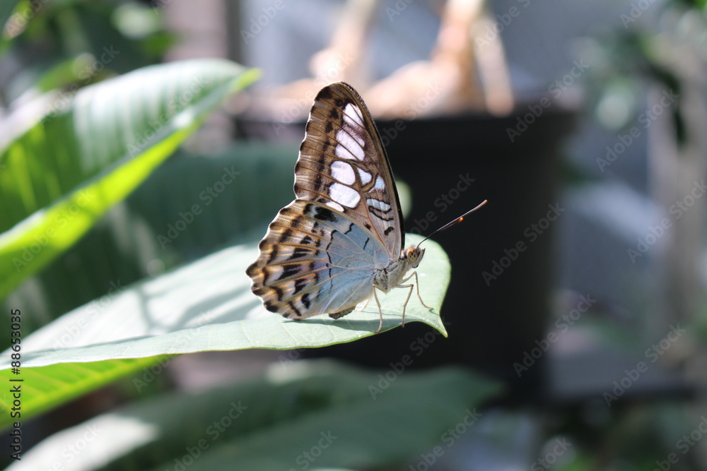 Blue "Clipper Butterfly" in Innsbruck, Austria. Its scientific name is ...