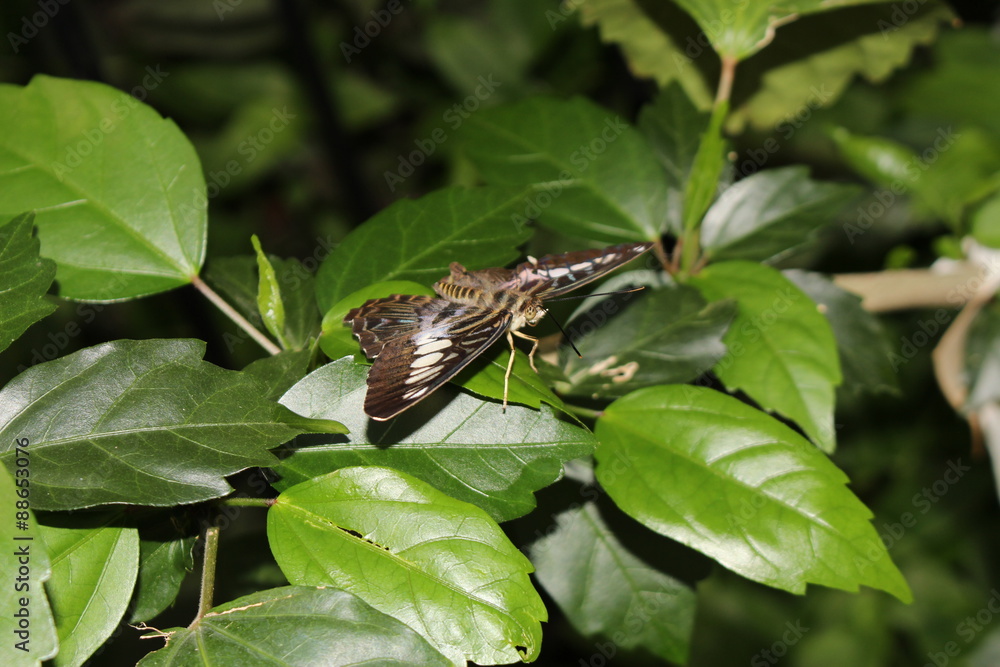 Blue "Clipper Butterfly" in Innsbruck, Austria. Its scientific name is ...