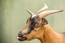 Pygmy Goat Eye Free Stock Photo - Public Domain Pictures