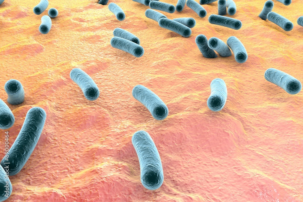 Bacteria on surface of skin, mucous membrane or intestine, model of ...