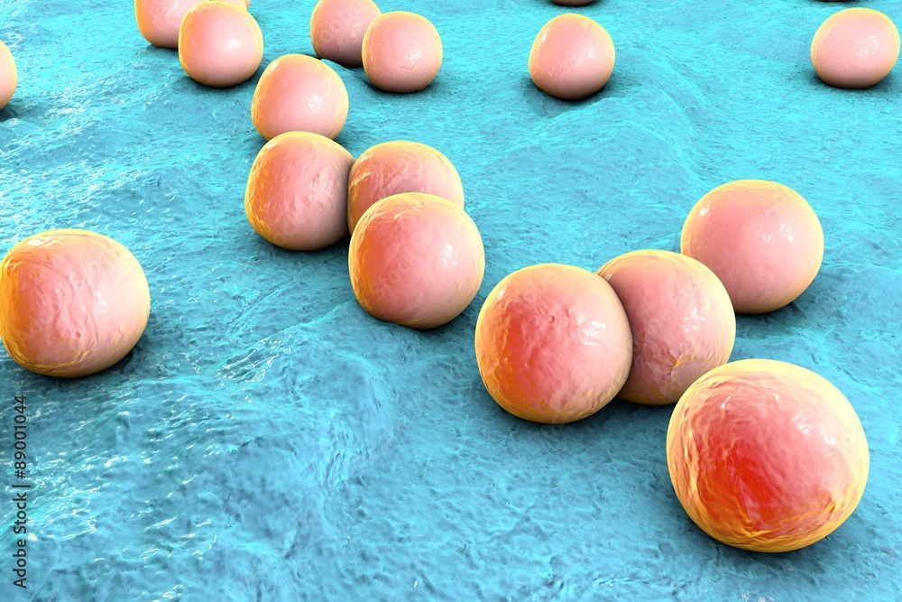 Spherical bacteria on the surface of skin or mucous membrane, model of ...