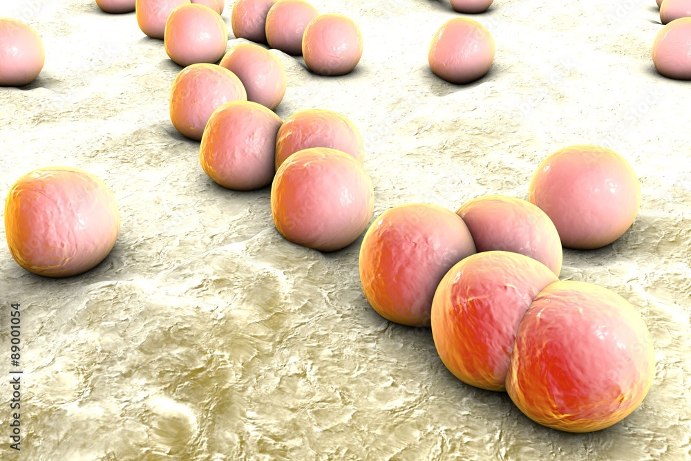 Spherical bacteria on the surface of skin or mucous membrane, model of ...