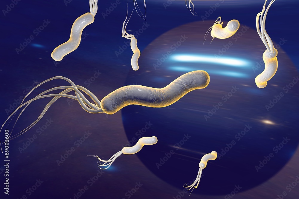 Digital illustration of Helicobacter pylori, bacterium which causes ...