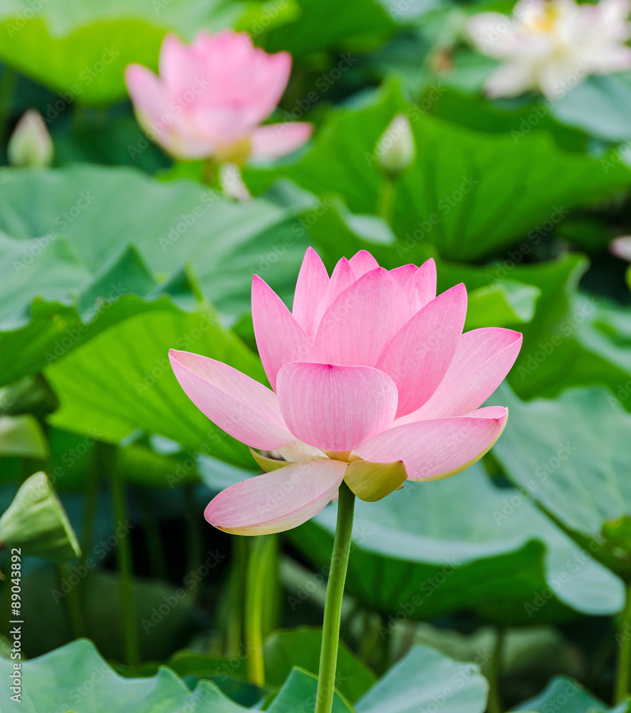 Pink, white, yellow nuphar flowers, green field on lake, water-lily ...