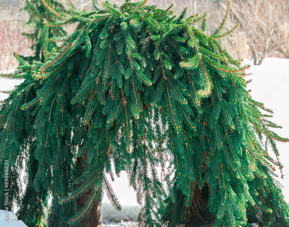 Arched weeping Norway spruce, picea abies pendula, in winter, with ...