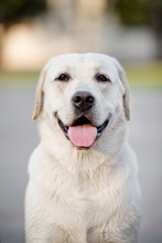Yellow Lab Portrait Free Stock Photo - Public Domain Pictures