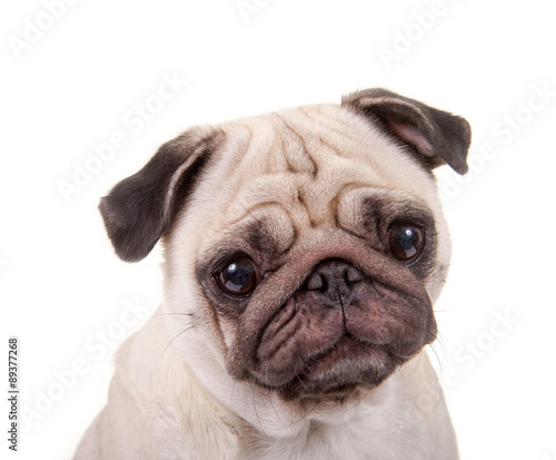 Mops – Portrait Stock-Foto | Adobe Stock