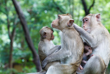Monkey Grooming Free Stock Photo - Public Domain Pictures