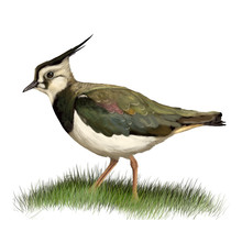 Lapwing Free Stock Photo - Public Domain Pictures
