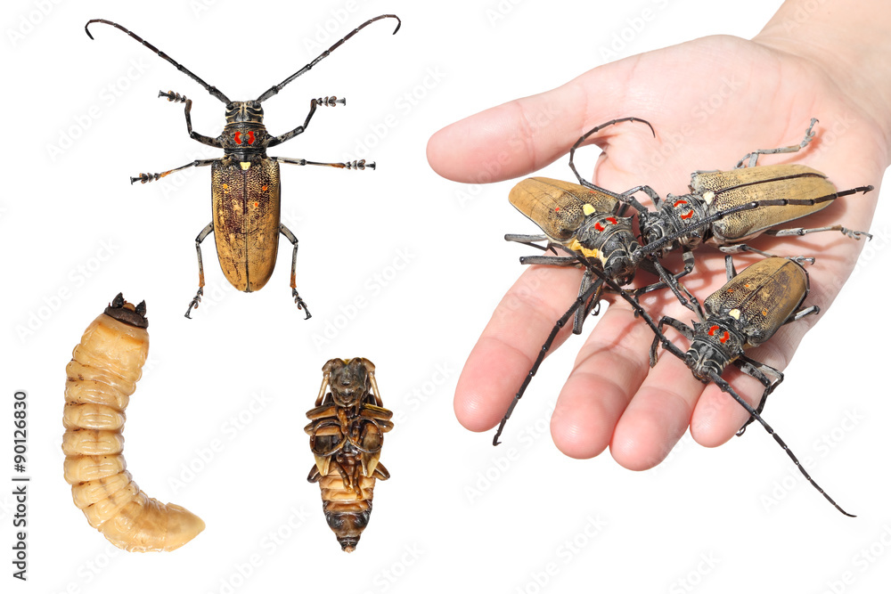 Mango tree borer (Batocera rufomaculata). Stages of development - pupa ...