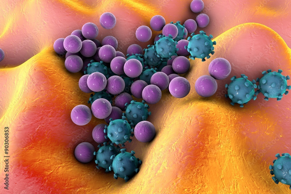 Bacteria and viruses on surface of skin or mucous membrane, model of ...