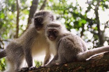 Vervet Monkeys Scampering Free Stock Photo - Public Domain Pictures