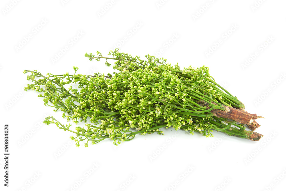 Siamese neem tree, Nim, Margosa, Quinine (Azadirachta indica A. Juss ...