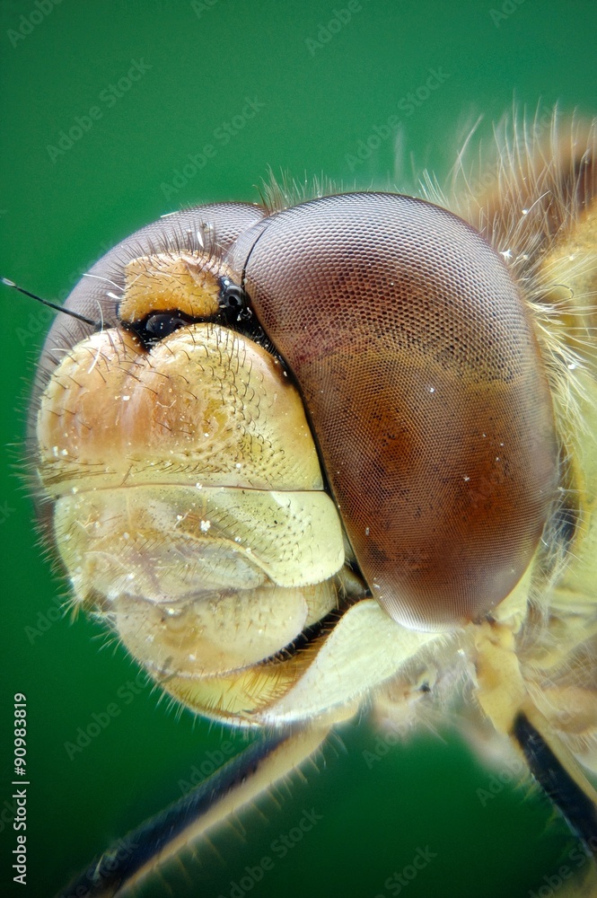 Microfotografia de la cabeza de una libelula realizada con la tecnica ...