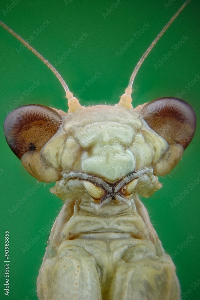 Microfotografia de la cabeza de una mantis religiosa realizada con la ...