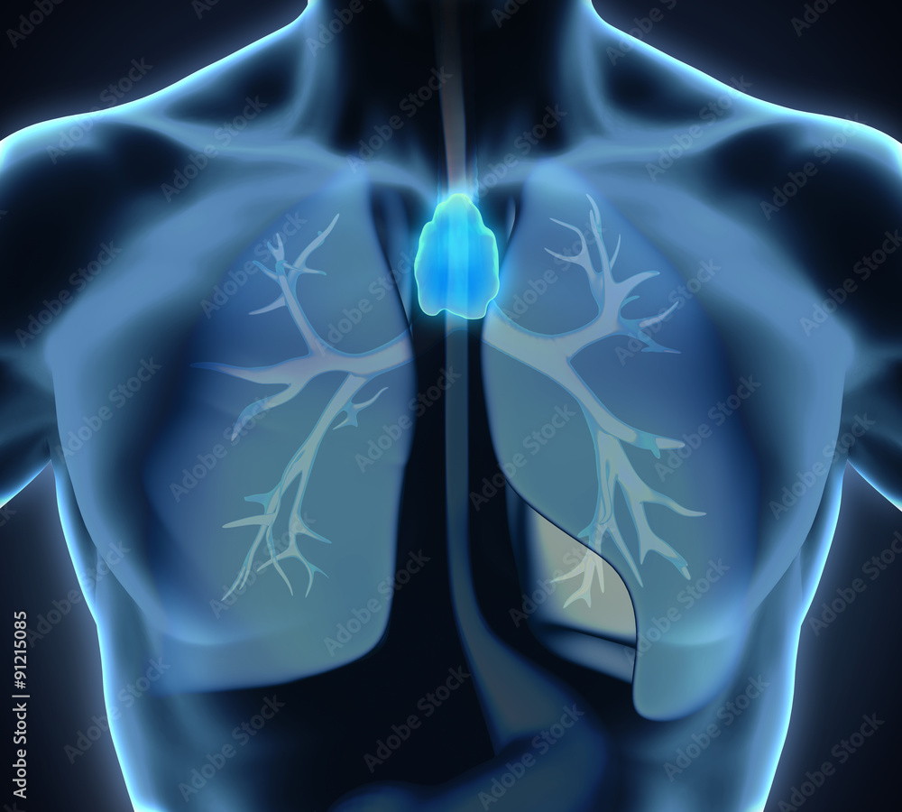 Human Thymus Anatomy Stock Illustration | Adobe Stock